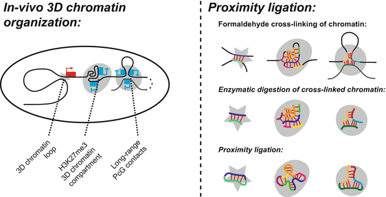 Determination Of High Resolution 3d Chromatin Organization Using