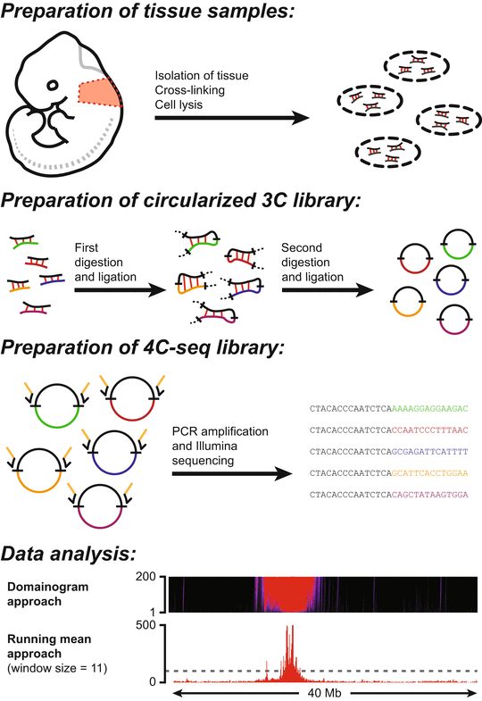 Determination of High-Resolution 3D Chromatin Organization Using ...