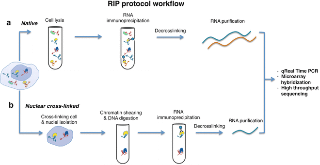 RIP: RNA Immunoprecipitation | SpringerLink