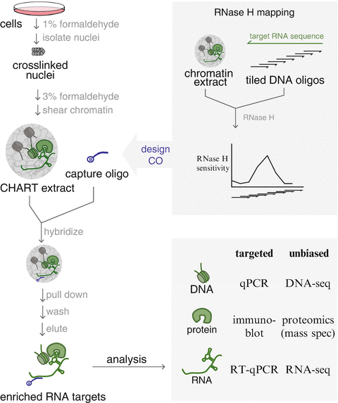 Capture Hybridization Analysis of DNA Targets | SpringerLink