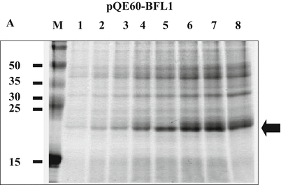 Purification of Polyhistidine-Tagged Proteins | SpringerLink