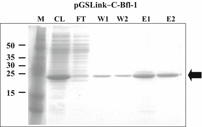 Purification of Polyhistidine-Tagged Proteins | SpringerLink