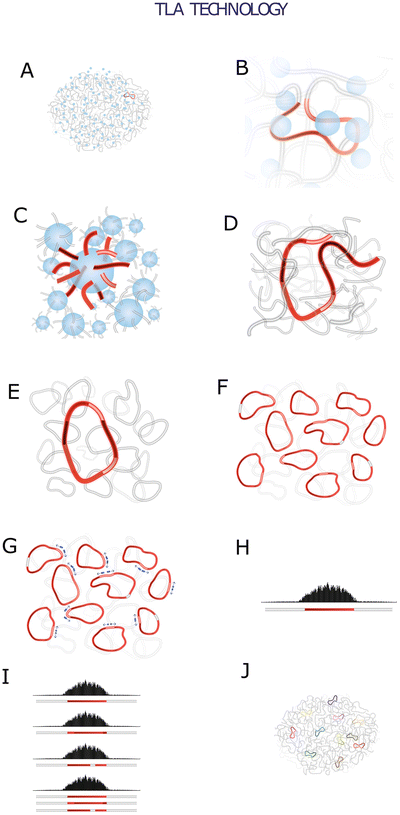 Targeted Locus Amplification and Next-Generation Sequencing | SpringerLink