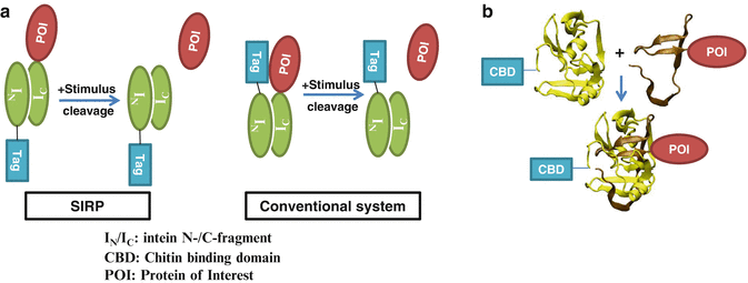 Affinity Purification of Proteins in Tag-Free Form: Split Intein ...