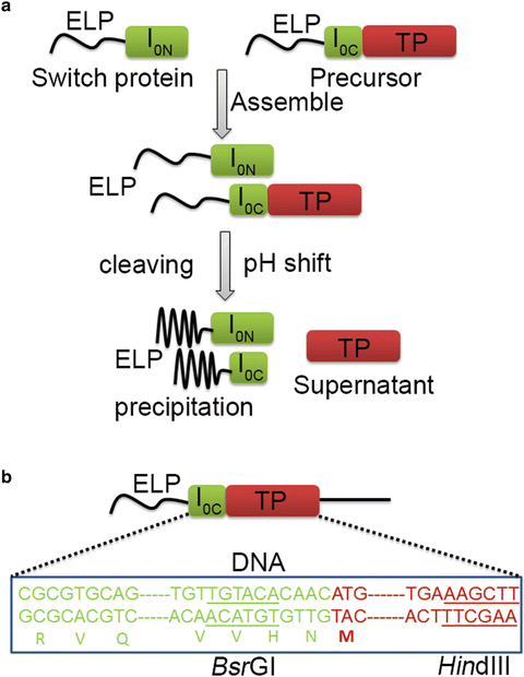 Purification of Microbially Expressed Recombinant Proteins via a Dual ...