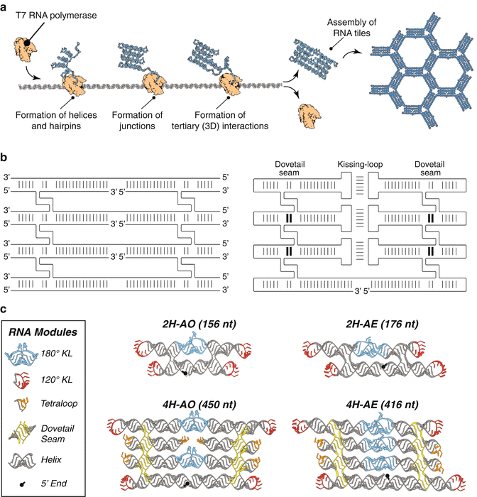 Computer-Aided Design of RNA Origami Structures | SpringerLink