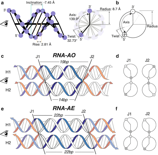 Computer-Aided Design of RNA Origami Structures | SpringerLink
