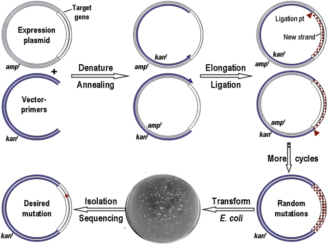 Development and Use of a Novel Random Mutagenes is Method: In Situ ...