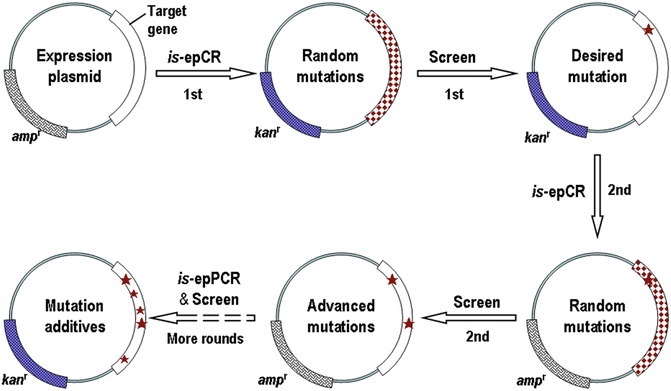 Development and Use of a Novel Random Mutagenes is Method: In Situ ...