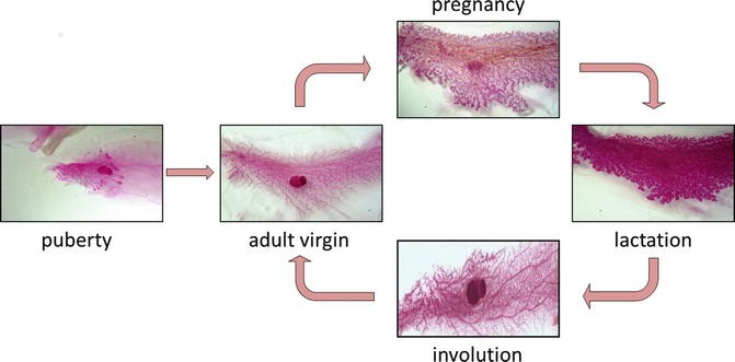 Overview of Mammary Gland Development: A Comparison of Mouse and Human ...