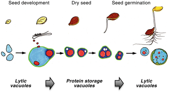 Isolation of Protein Storage Vacuoles and Their Membranes | SpringerLink