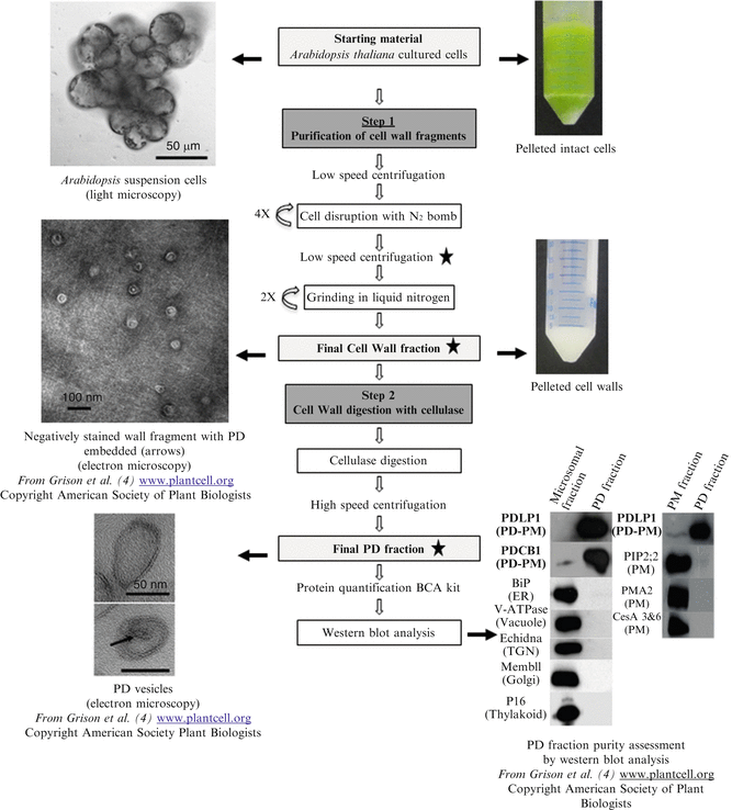 Isolation of Plasmodesmata | SpringerLink