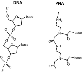 Method of Peptide Nucleic Acid (PNA)-Mediated Antisense Inhibition of ...