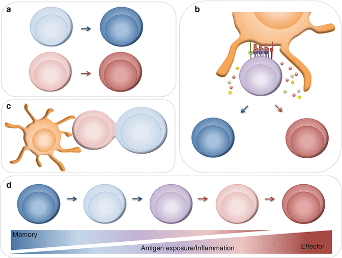 The Vast Universe of T Cell Diversity: Subsets of Memory Cells and ...