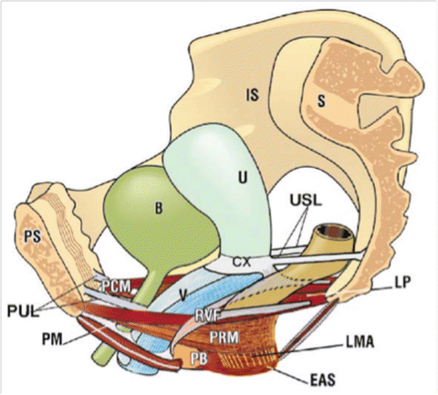 Anatomy, Neuroanatomy, and Biomechanics of the Pelvis | SpringerLink