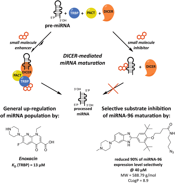 miRNA Targeting Drugs: The Next Blockbusters? | SpringerLink