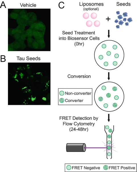 FRET and Flow Cytometry Assays to Measure Proteopathic Seeding Activity ...