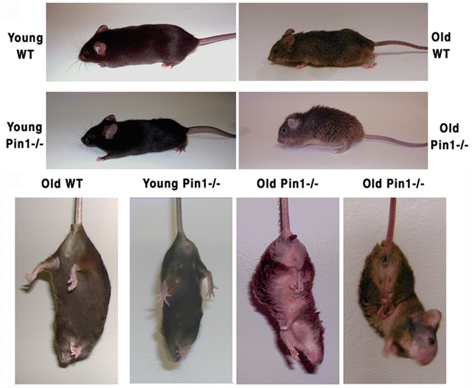 Pin1 Knockout Mice: A Model for the Study of Tau Pathology in Alzheimer ...