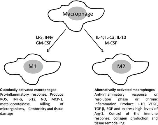 Isolation and Differentiation of Human Macrophages | SpringerLink