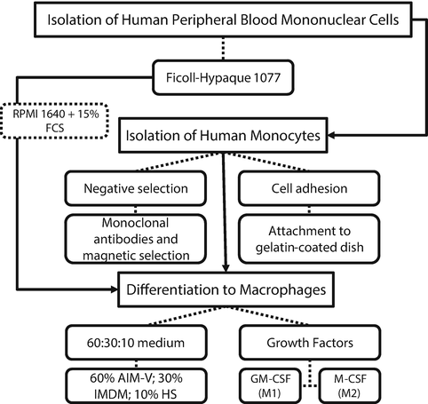 Isolation and Differentiation of Human Macrophages | SpringerLink