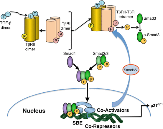 Smad4-TGF-β Signaling Pathways in Pancreatic Cancer Pathogenesis ...