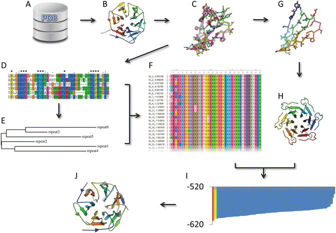 Evolution-Inspired Computational Design of Symmetric Proteins ...