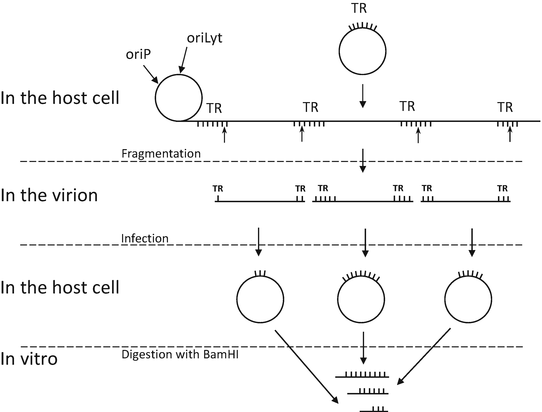 Terminal Repeat Analysis of EBV Genomes | SpringerLink