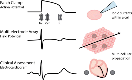 The CiPA Microelectrode Array Assay with hSC-Derived Cardiomyocytes ...