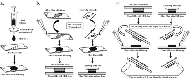 Sudan Black B, The Specific Histochemical Stain for Lipofuscin: A Novel ...