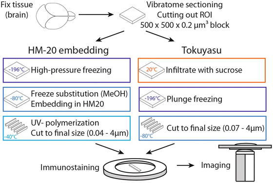 3D d STORM Imaging of Fixe d Brain Tissue | SpringerLink