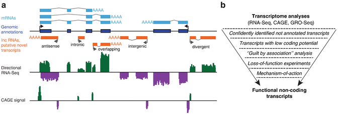 Deep Cap Analysis of Gene Expression (CAGE): Genome-Wide Identification ...