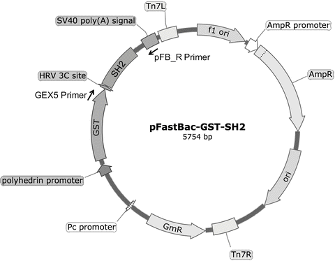 Expression and Purification of SH2 Domains Using Baculovirus Expression ...