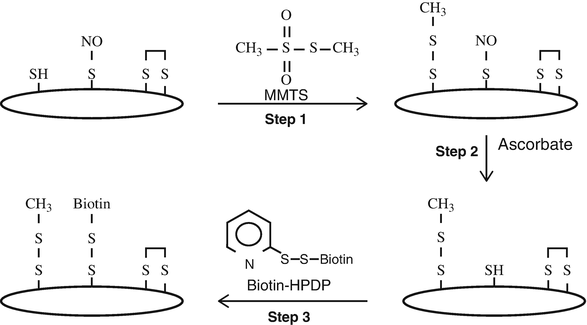 Exploration of Fas S-Nitrosylation by the Biotin Switch Assay ...