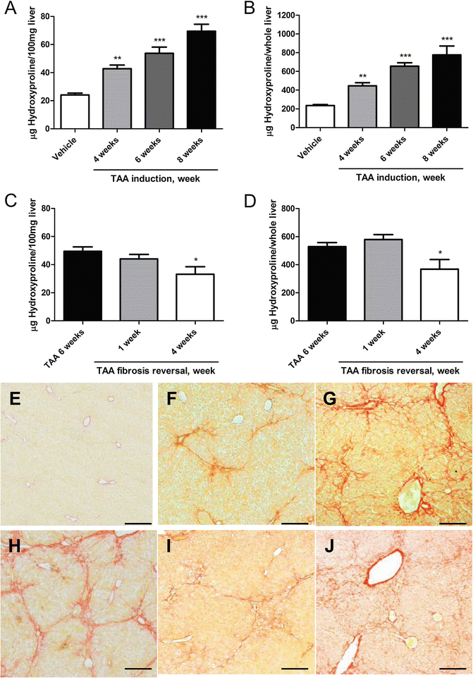 Optimized Mouse Models for Liver Fibrosis | SpringerLink