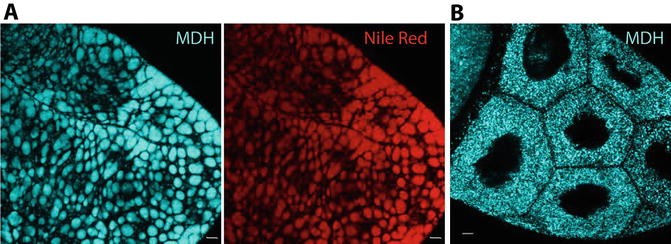Staining of Lipid Droplets with Monodansylpentane | SpringerLink