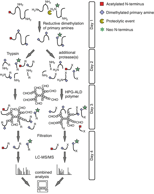 Profiling of Protein N-Termini and Their Modifications in Complex ...