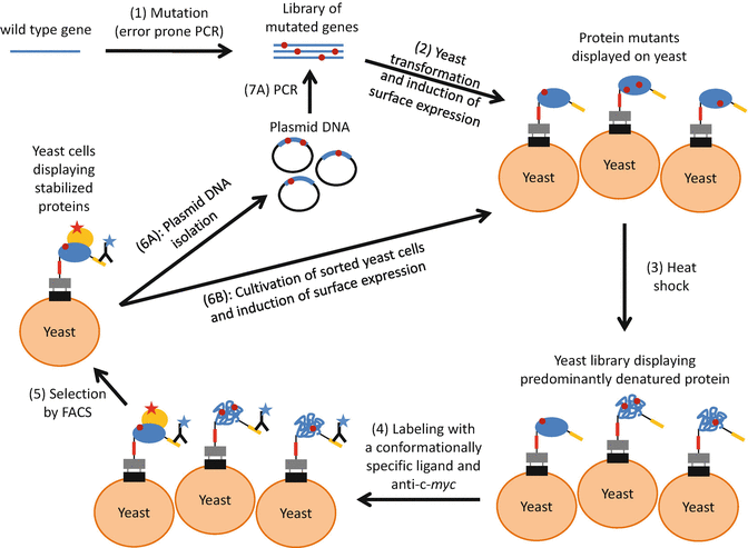 Directed Evolution of Protein Thermal Stability Using Yeast Surface ...