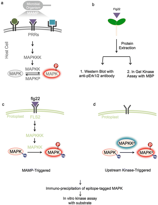 MAPK Assays in Arabidopsis MAMP-PRR Signal Transduction | SpringerLink