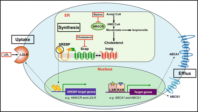 Manipulating Cholesterol Status Within Cells | SpringerLink
