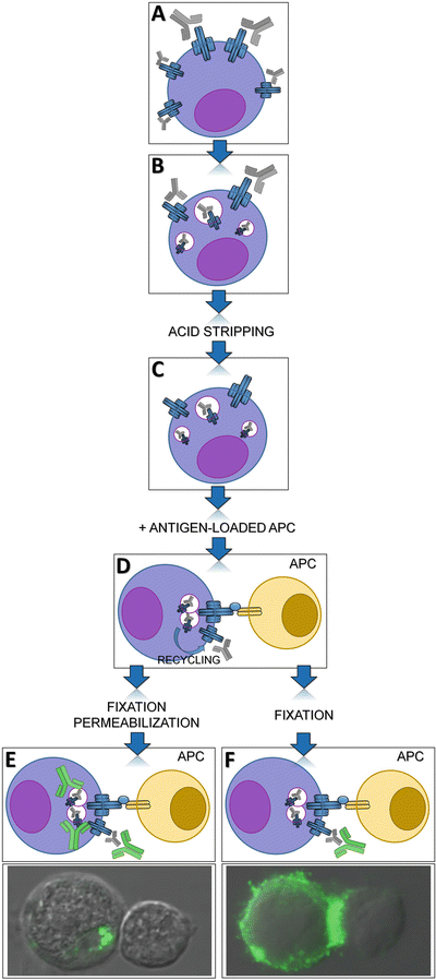 Analysis of TCR/CD3 Recycling at the Immune Synapse | SpringerLink
