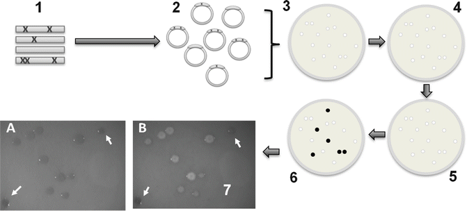Split GFP Complementation as Reporter of Membrane Protein Expression ...
