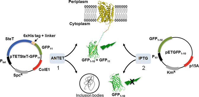 Split GFP Complementation as Reporter of Membrane Protein Expression ...