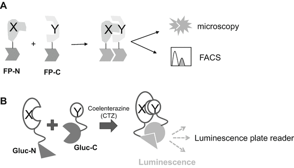 Using Protein-Fragment Complementation Assays (PCA) and Peptide Arrays ...