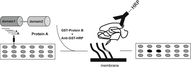 Using Protein-Fragment Complementation Assays (PCA) and Peptide Arrays ...