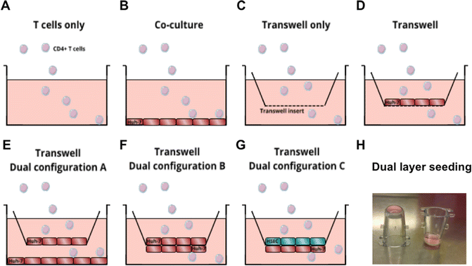In Vitro and Ex Vivo Models to Study T Cell Migration Through the Human ...