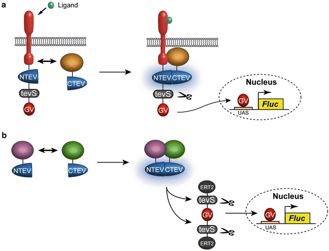 Characterizing Dynamic Protein–Protein Interactions Using the ...