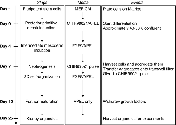 Making a Kidney Organoid Using the Directed Differentiation of Human ...
