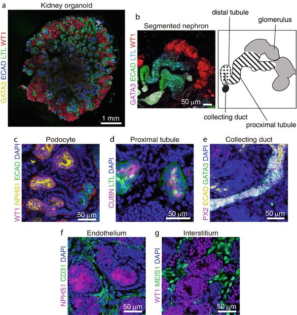 Making a Kidney Organoid Using the Directed Differentiation of Human Pluripotent Stem Cells ...