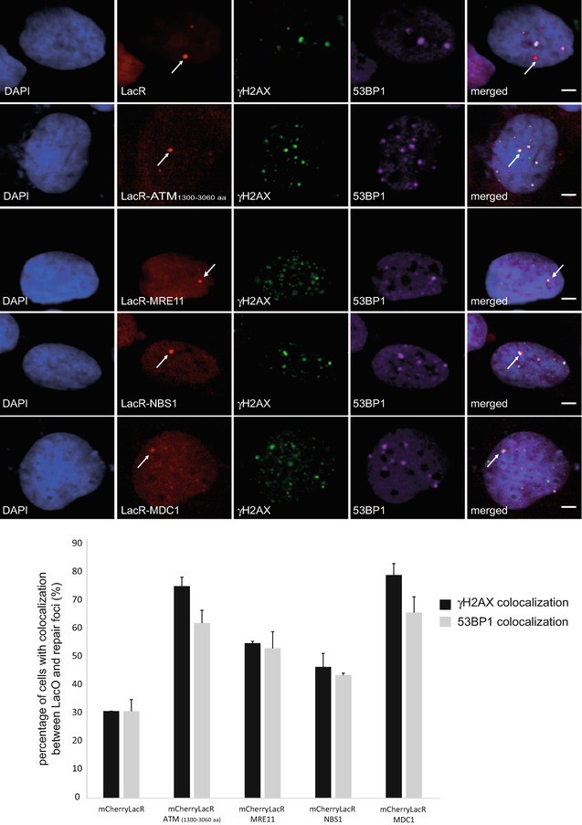 Studies of the DNA Damage Response by Using the Lac Operator/Repressor ...
