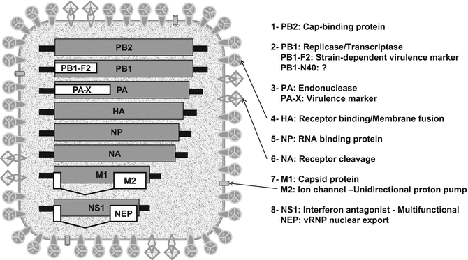 Plasmid-Based Reverse Genetics of Influenza A Virus | SpringerLink